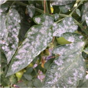 Контрольное тестирование (2 часть) — Шаг 10 — Stepik