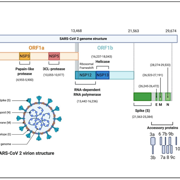 Comparing Prokka Genome Annotation Against Existing Annotations — Шаг 1 ...