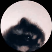 Санағышы бар цикл for — Шаг 1 — Stepik